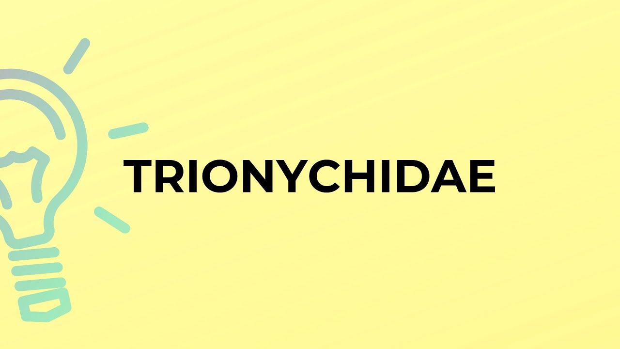 What is the meaning of the word TRIONYCHIDAE?