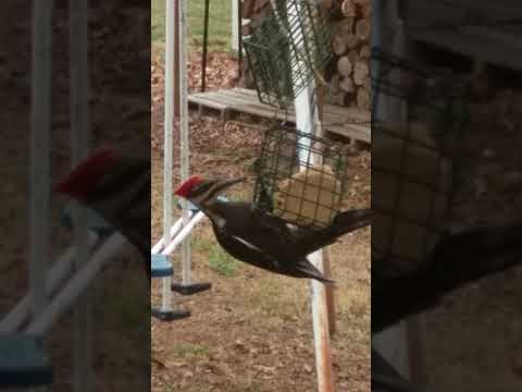 The Pileated Woodpecker.