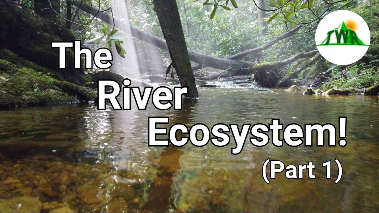 Ecosystems Episode 4: The River Ecosystem! (1/2)