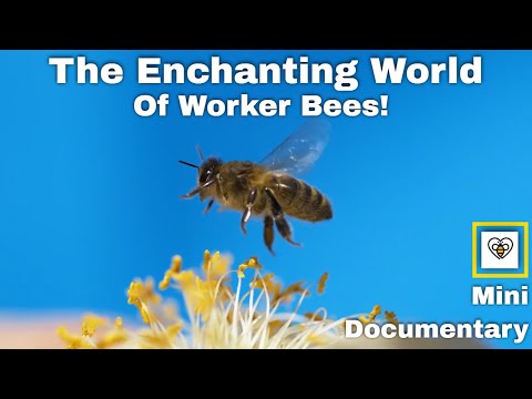 The Enchanting World of Worker Bees! - Mini Documentary🐝