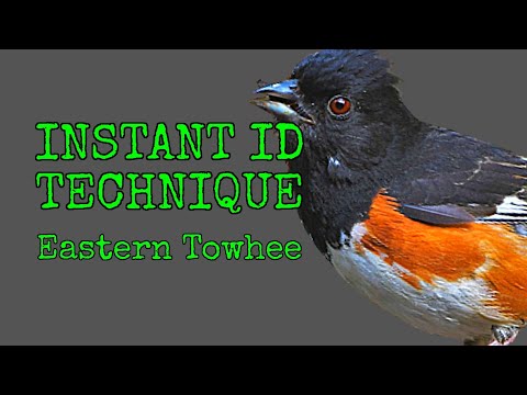 INSTANT ID TECHNIQUE  [ Eastern Towhee ]  #SHORTS