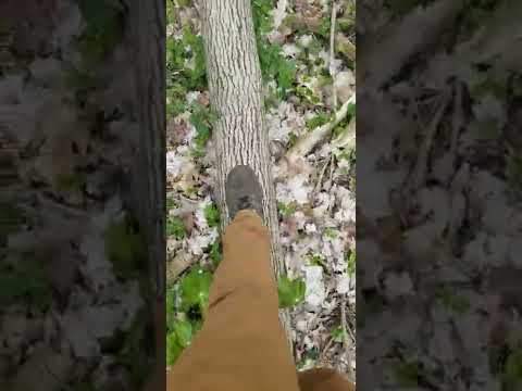 Morel season is underway in Illinois!
