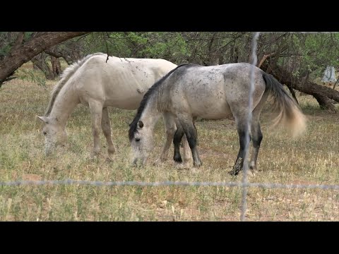 Alpine Horses | Cronkite News
