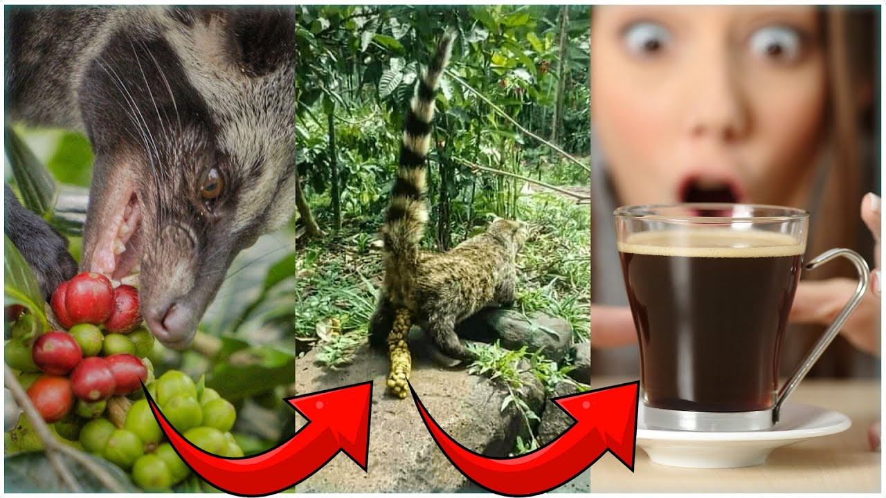 Most EXPENSIVE COFFEE in the World: Civet Cat Poop Coffee (Kopi luwak)