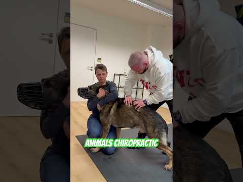 Animals Chiropractic ????????????????#animals #asmr #chiropractic #dogs #dogshorts #germany #foryou #foryou