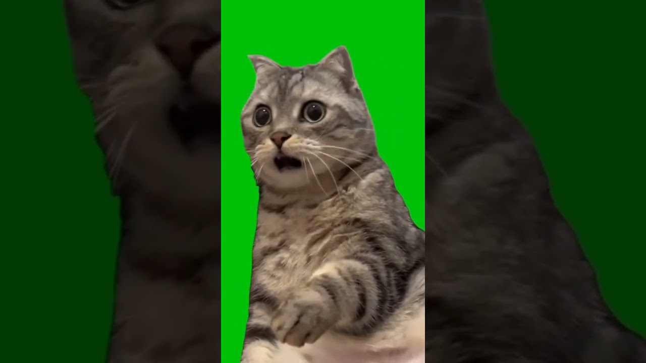 Shocked Cat Meme Green Screen Chroma Key Template