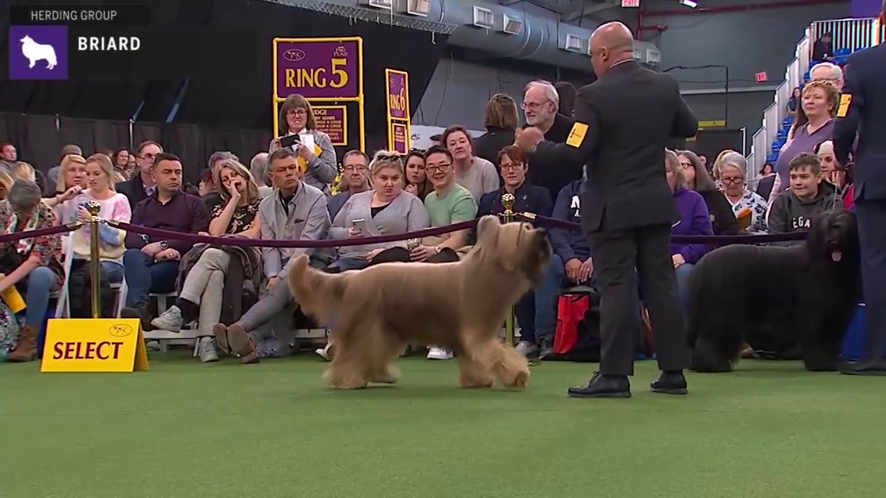 Briards | Breed Judging 2020