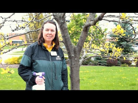 PETITTI How to Control Lichen On Trees