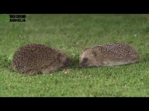 Amazing animals that start with 'H'
