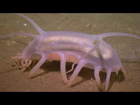 Scotoplanes | Curiosités de Titam