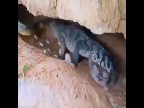 Alligator vs Python | Intense Fight in two Reptiles #Wildlifewonderland #shorts