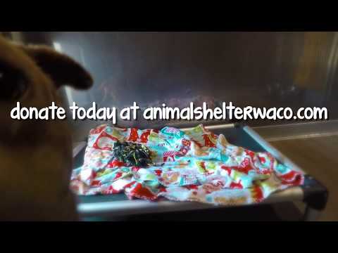 Donate a Shelter Bed to the Animal Shelter in Waco!