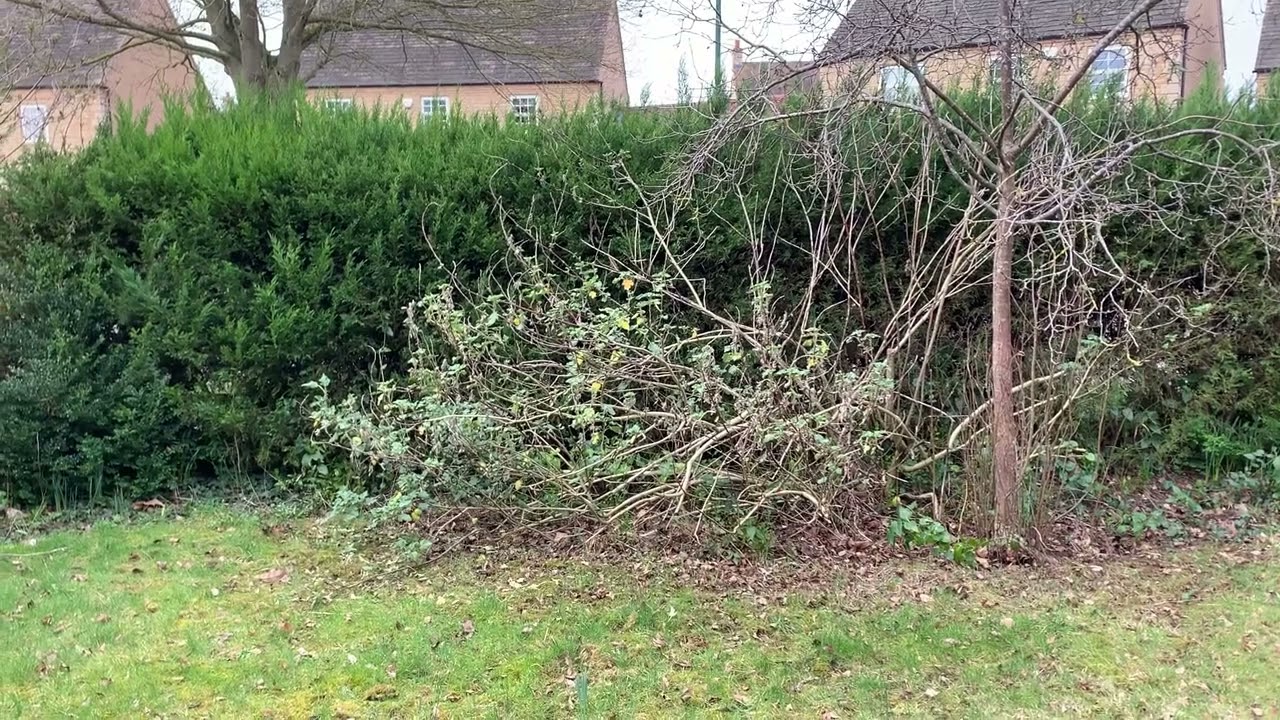 Letting your garden go wild