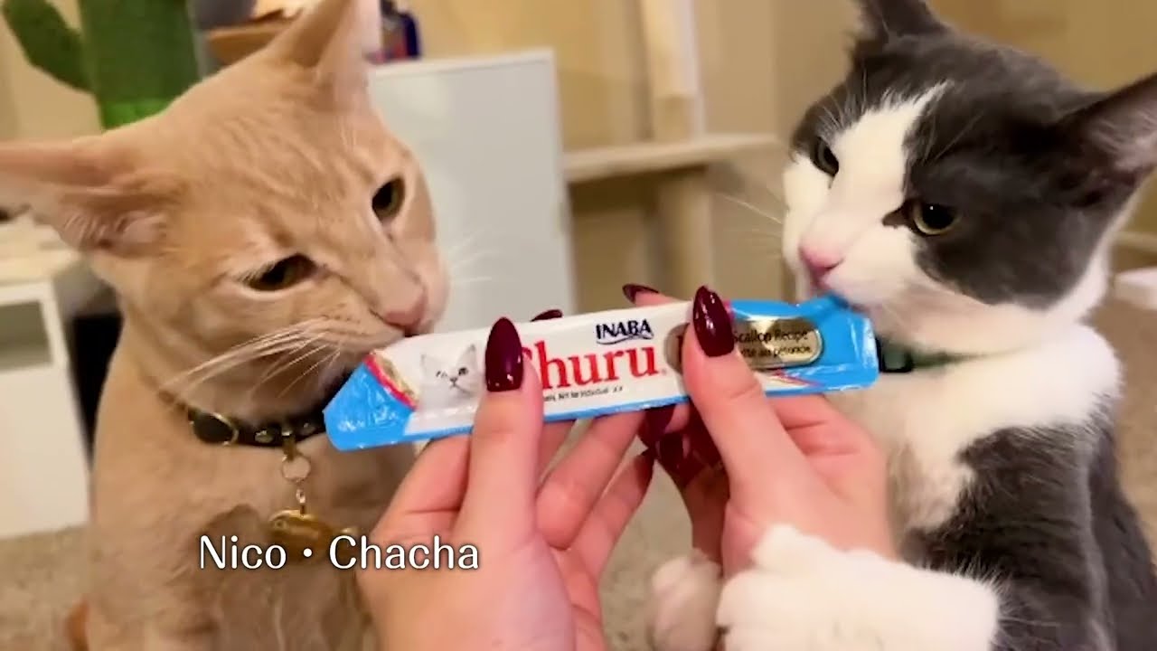 Make Your Cat a Start with Churu