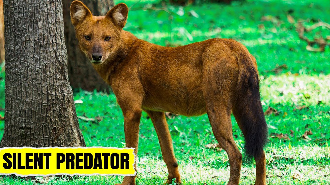 The Dhole: The Rare Wild Dog That Hunts Like a Ghost