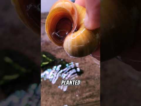 Giant Apple snail say no to the planted tank #aquascape #aquaristic #fishtank #aquaria #dubai