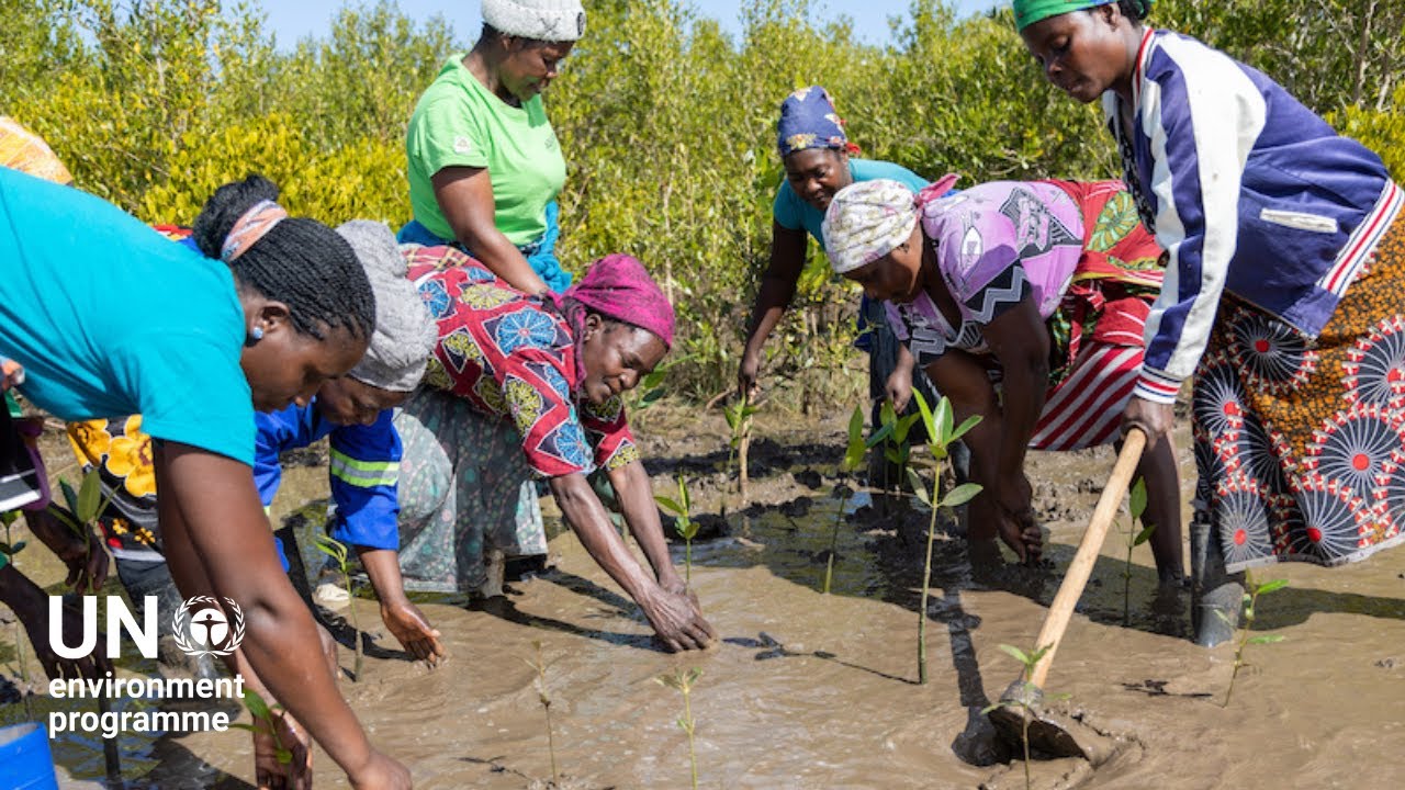 Mangroves, nature's climate shield