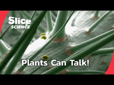 The Secret Language of Plants – Incredible Plant Intelligence – BioStim