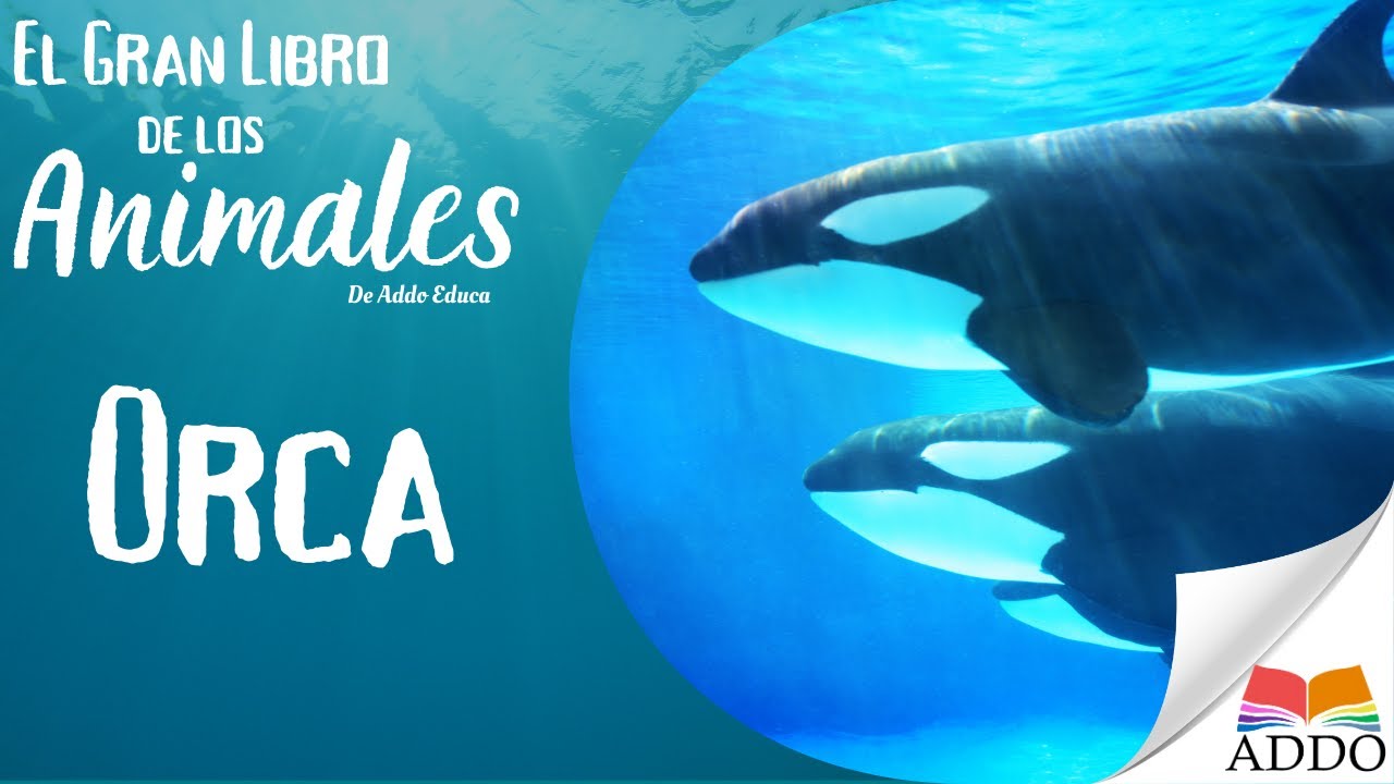 ¡TODO sobre LAS ORCAS para NIÑOS!