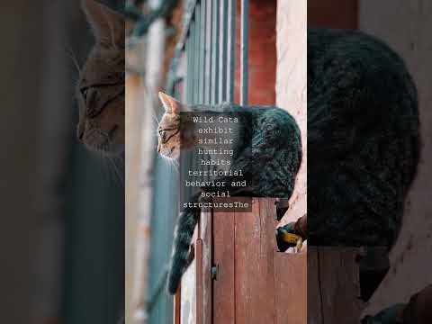 Uncovering the Origins The Sleuths Guide to the Ancestor of Domestic CatsAs a cat...