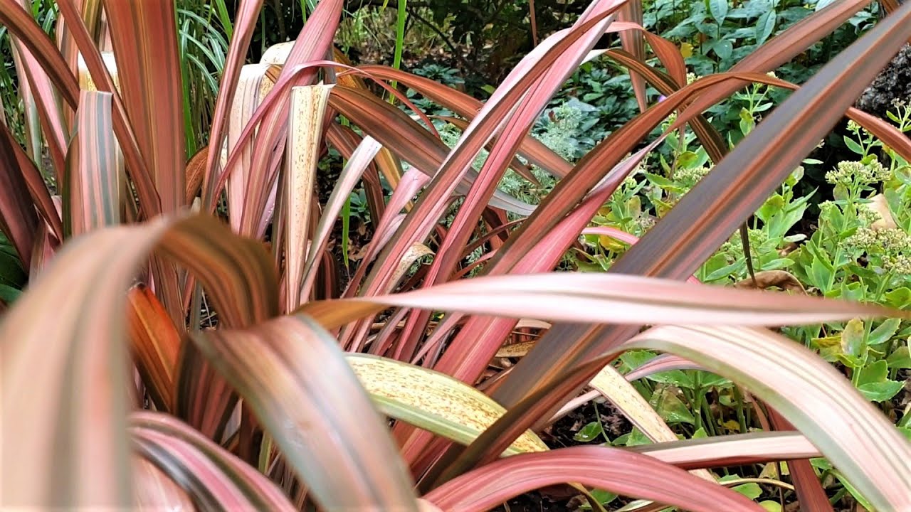 Phormium - New Zealand Flax - Pink Panther