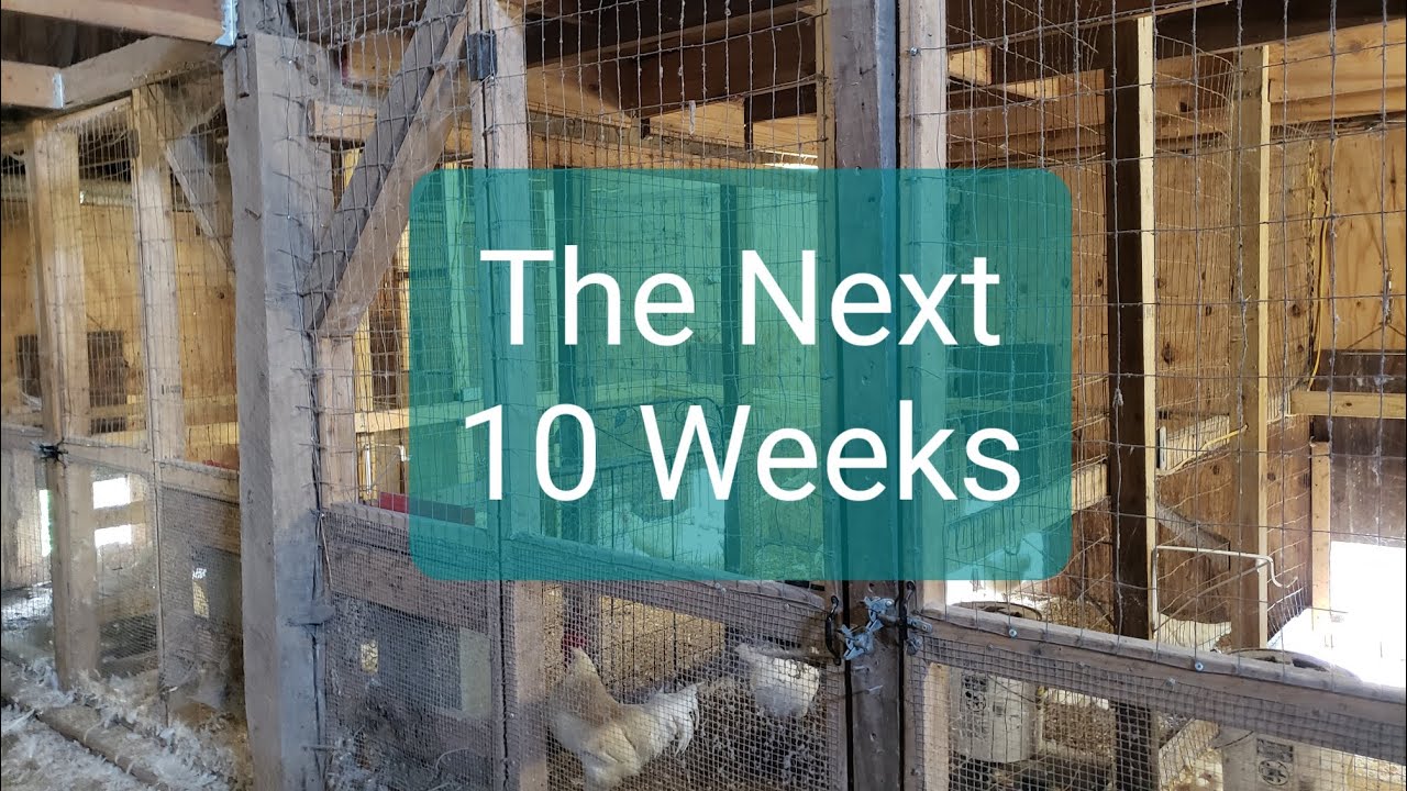Mastering Sustainable Poultry Breeding Techniques