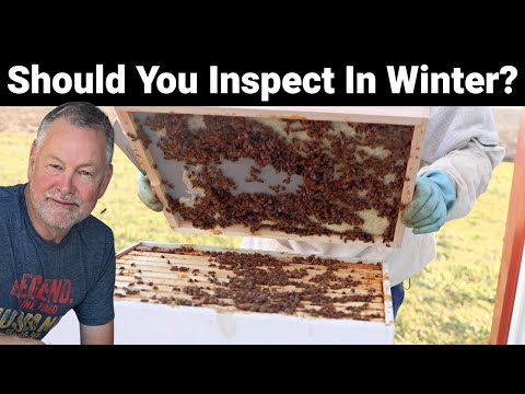 Beekeeping | How To Inspect Your Hive In The Winter