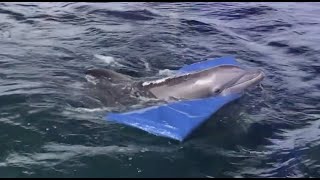 PJ the Dolphin - Clearwater Marine Aquarium