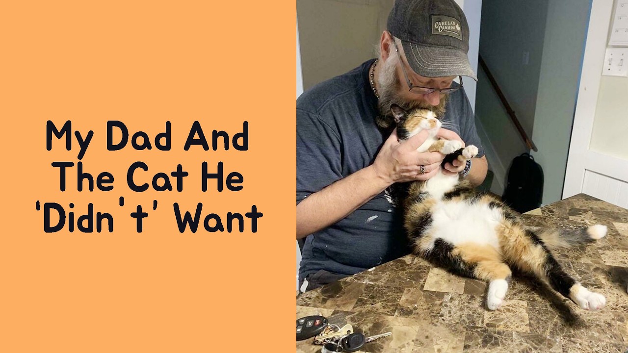 50 Times Cats Were So Sweet People Had to Share Them Online (New Pics)