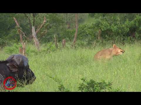 The Incredible Bravery of Buffalo in the Face of Lion Attacks