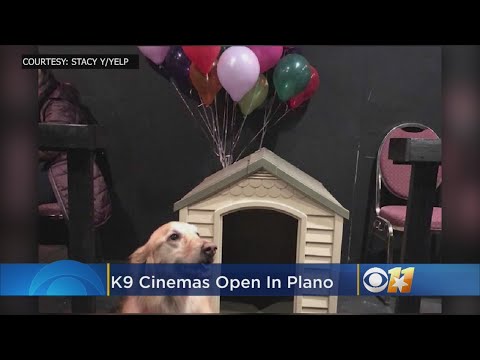 Theater For Dogs Now Open In Plano