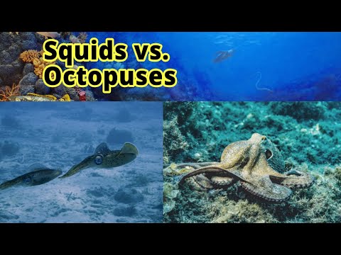 Squids vs. Octopuses: How to Distinguish Them???