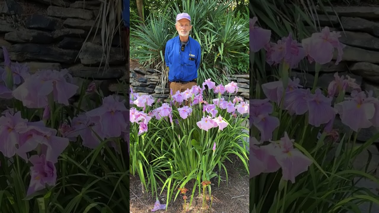 Iris ensata 'Satozakura' Japanese iris