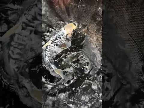 Name the Variety #koi #fish #india #japanesekoi #koifish #nishikigoi #aquariumfish #japanesekoifish