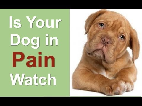 Anti Inflammatory For Dogs - Over The Counter Anti Inflammatory For Dogs