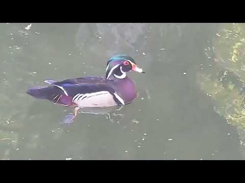 Wood Ducks male & female