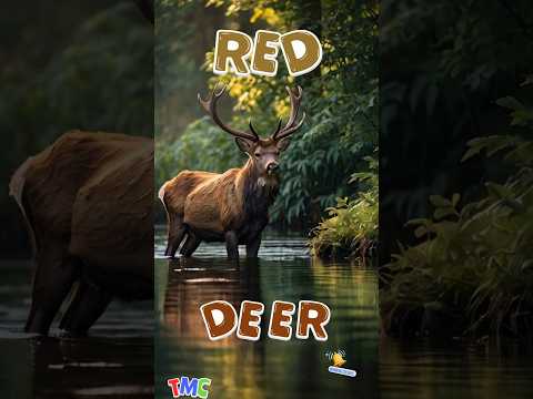 Different Deer Names | Stags | Roebuck #deer #roebuck #elk #reddeer