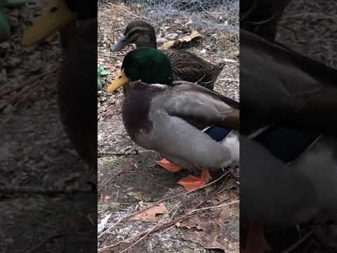 ‘Pebbles The Female Rouen Duck, debates “Finding A Better Duck, not ‘Puddles.’