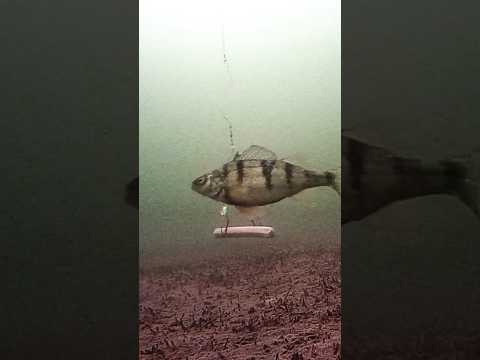 Perch checking up my hotdog bait ?? #Fishing #Bait #Perch #Lake # ...