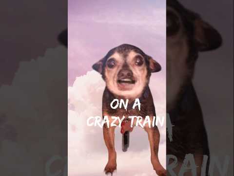 Dogs Riding Trains Is The Best Thing Ever π π€£ #shortsvideo #dog #funny