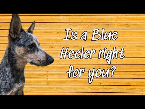 Is a Blue Heeler - Australian Cattle Dog Right for You?