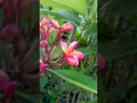 champa plant available for sell shree sai nursery lasur mob 9975356543