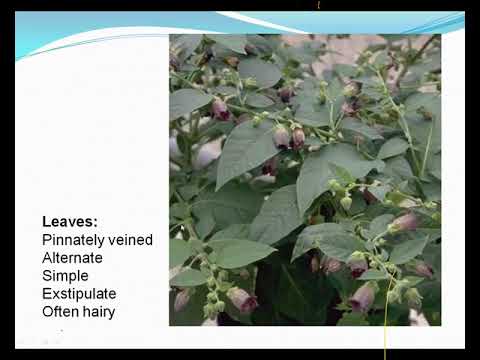 Solanaceae, or nightshades, family (Plant Taxonomy) By Dr.Fida Hussain Lecture 1