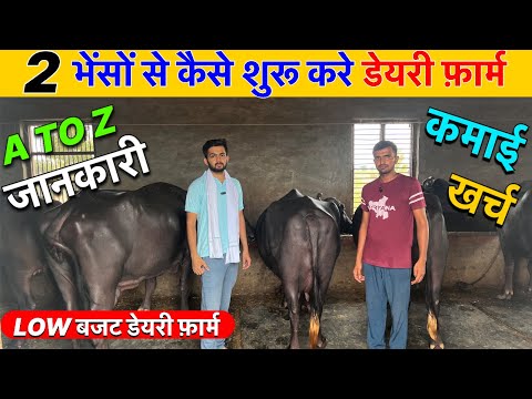 2भैसो से Dairy Farm Start कैसे करे⁉️Lakho कमाओ भैस DairyFarm Busines Plan,Low बजट भैस DairyFarm
