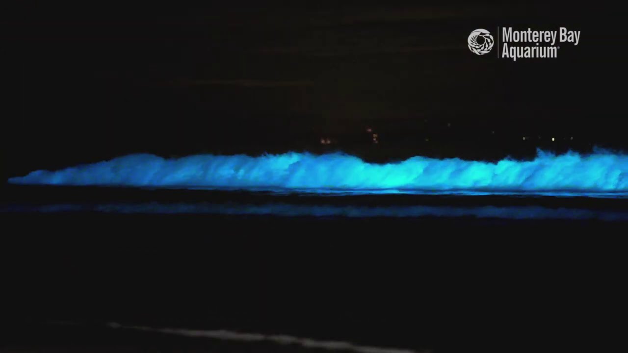 The magic of bioluminescence | Stories | Monterey Bay Aquarium