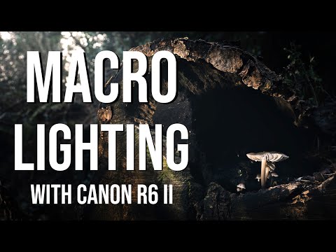 Canon R6 II: Macro photography with flash