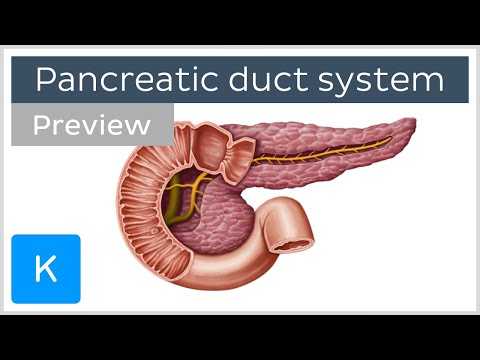 Pancreatic duct system (preview) - Human Anatomy | Kenhub