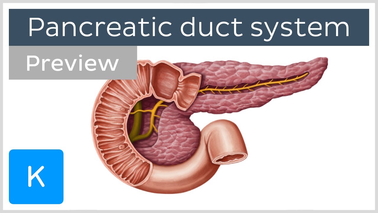 Pancreatic duct system (preview) - Human Anatomy | Kenhub