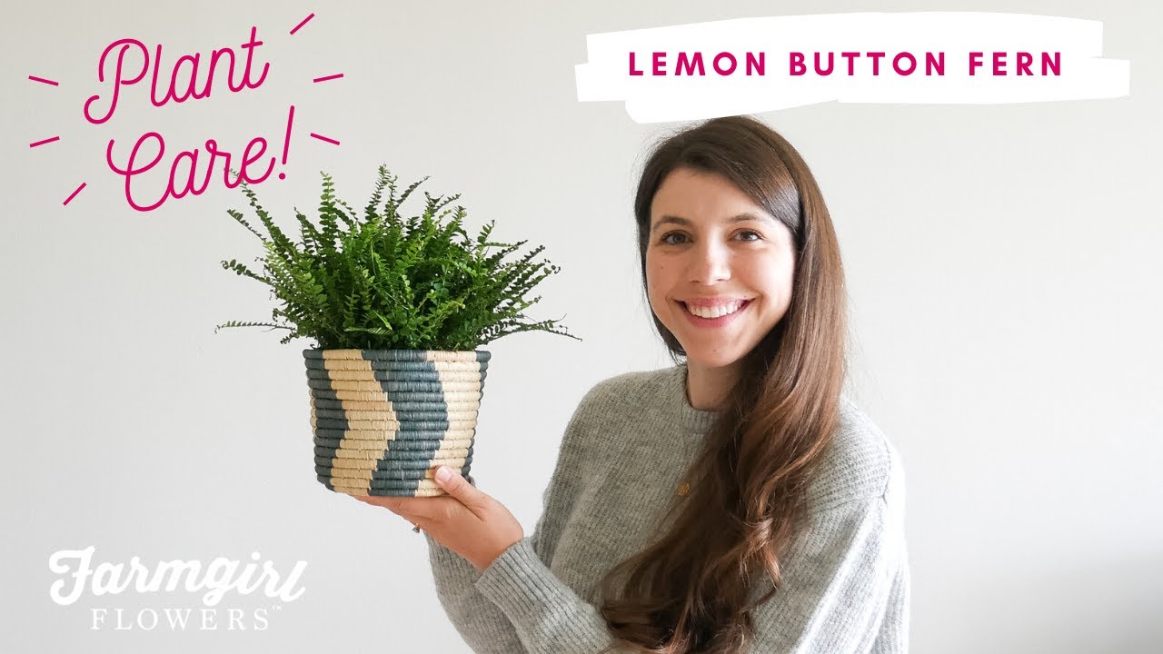 Lemon Button Fern Care Tips