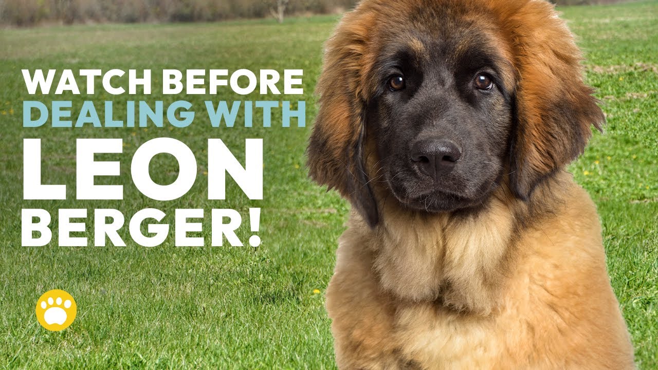 Watch Before Dealing with Leonberger Temperament